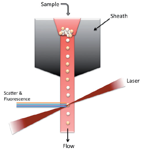 [Process development] Flow cytometry Part 1. - INEXOPLAT 인엑소플랫